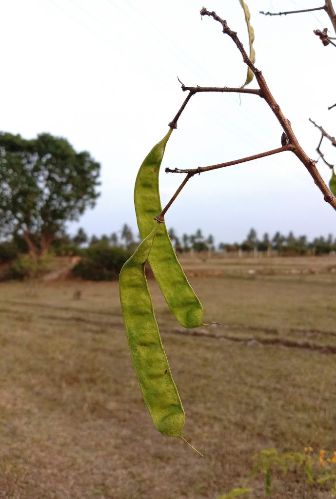 Beans hanging on plant in farm - PixaHive