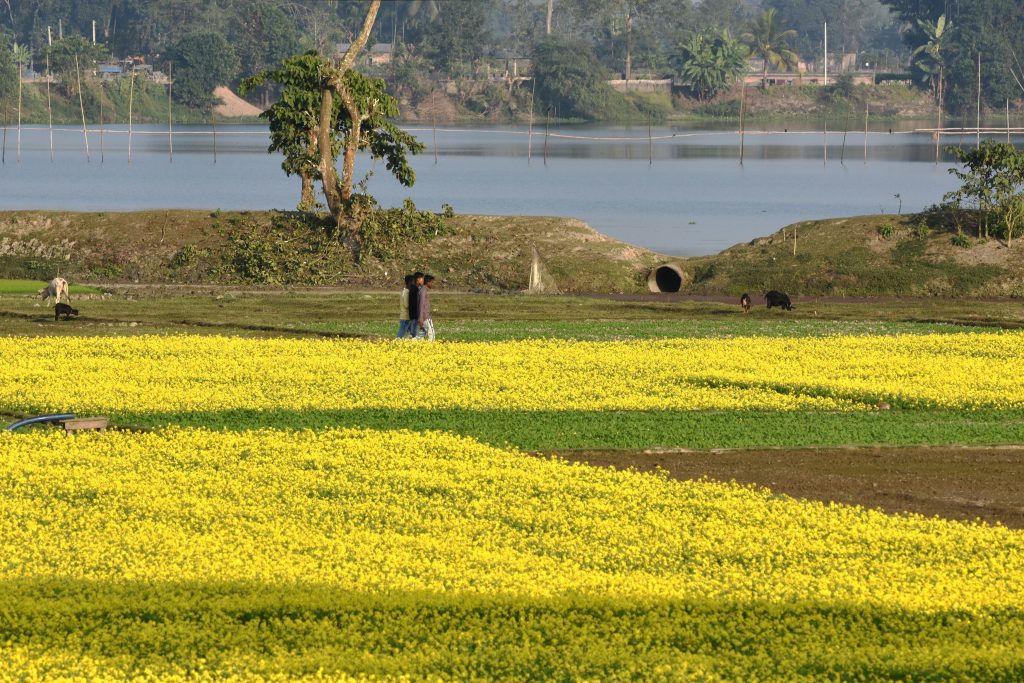 Beautiful mustard fields - PixaHive