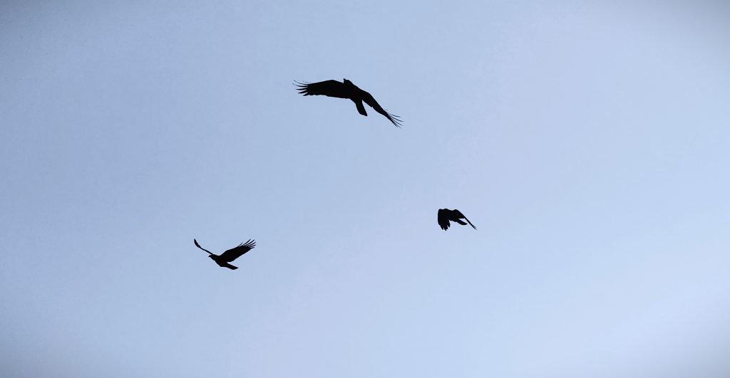 Bird fly - Free Image by Capture moment photography on PixaHive.com