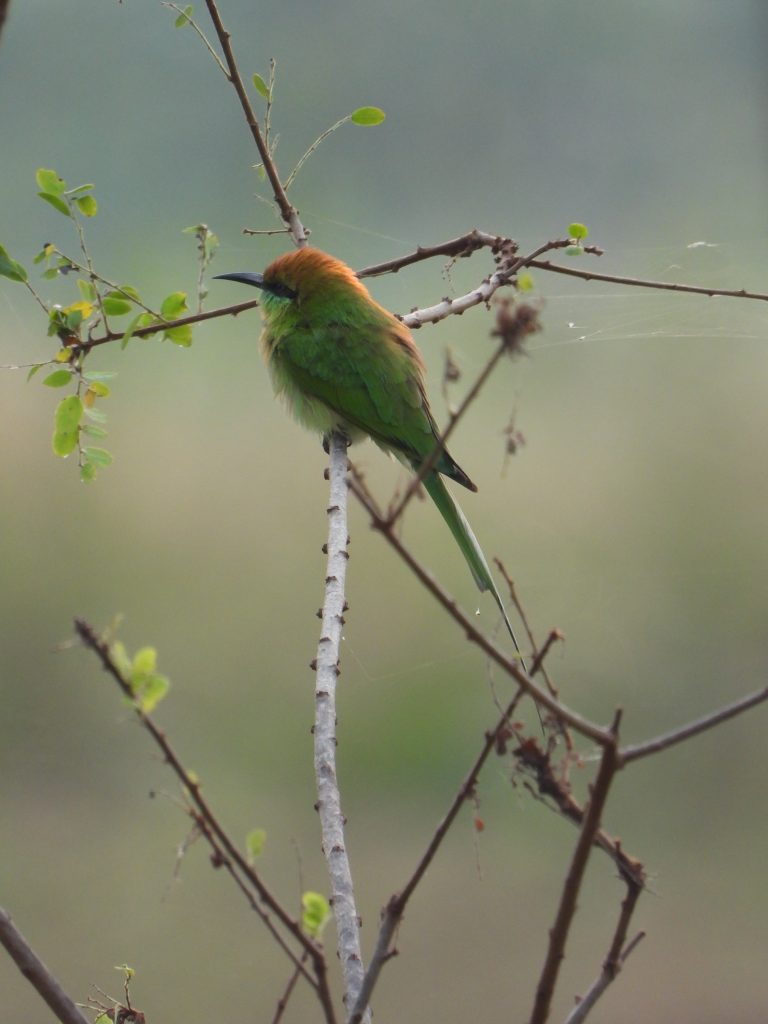 Bird on tree branch - PixaHive