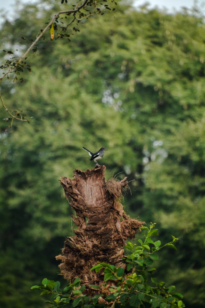 Bird on tree trunk - PixaHive
