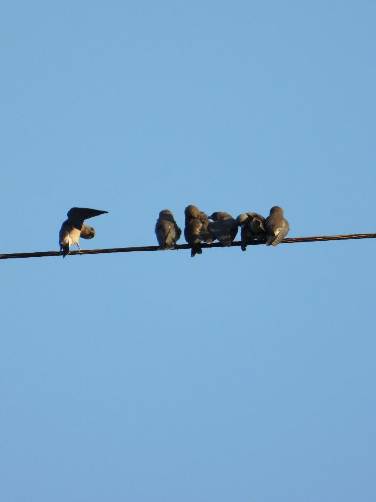 Birds on electric cable - PixaHive
