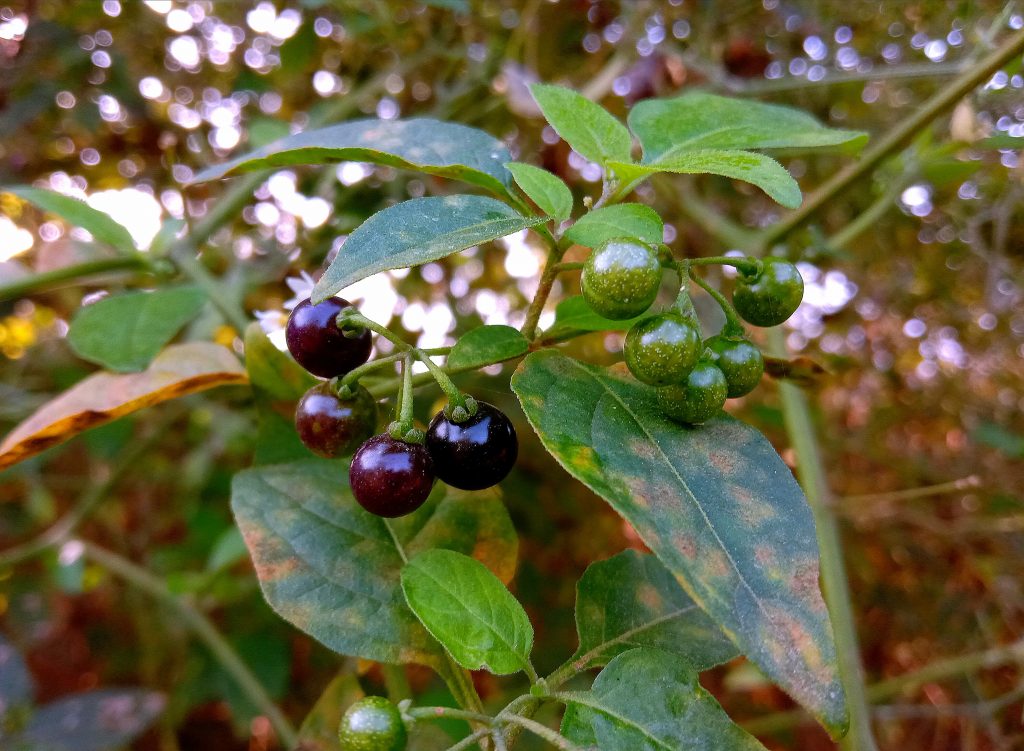 Fruit on tree - PixaHive