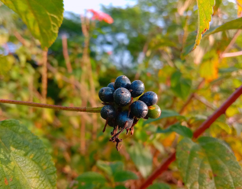 Black fruit in farm - PixaHive