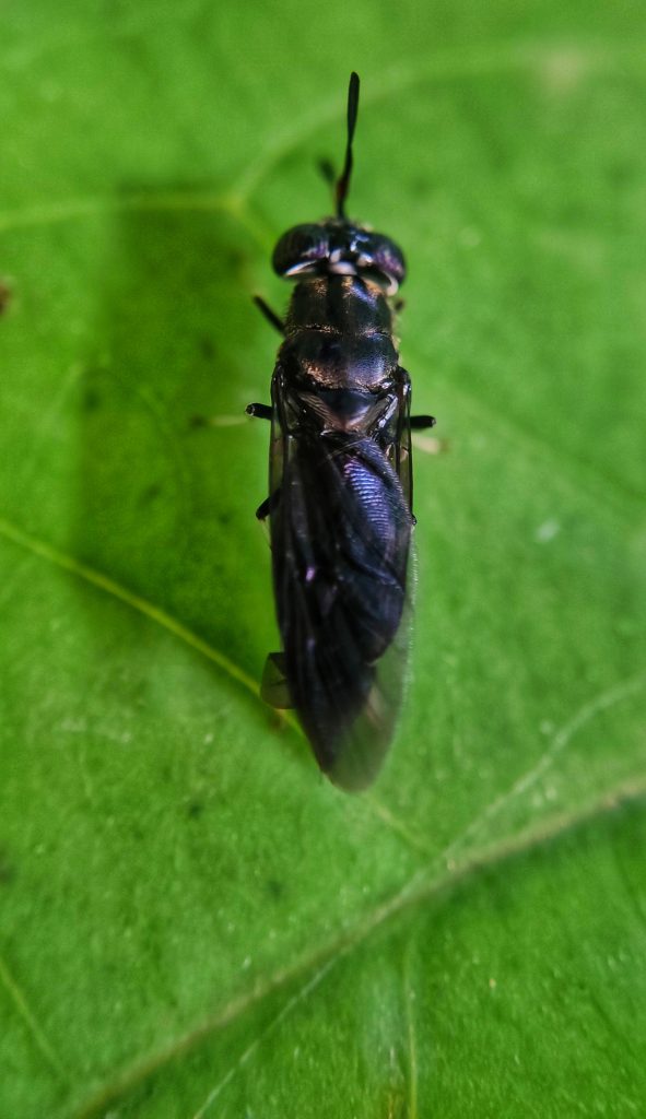 Black insect on leaf - PixaHive