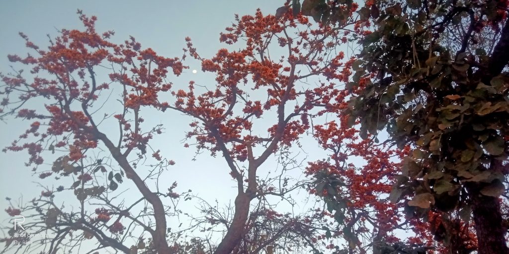 Branches of a tree - PixaHive