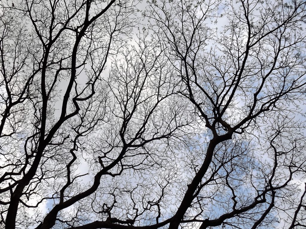 Branches of a tree - PixaHive