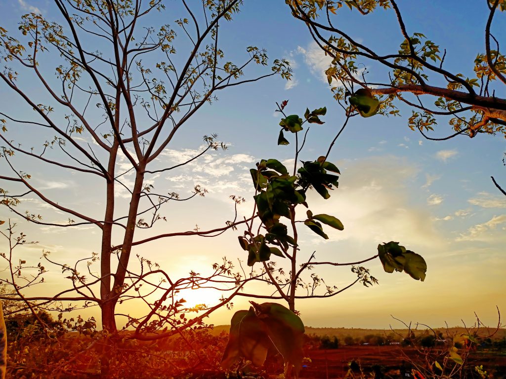 Branches of a trees - PixaHive