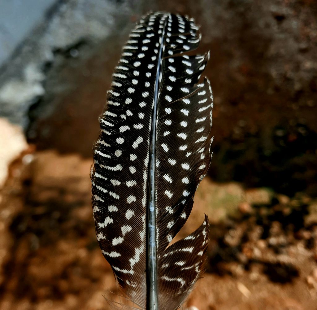 Broken bird wing - Free Image by K.D.Pics on PixaHive.com