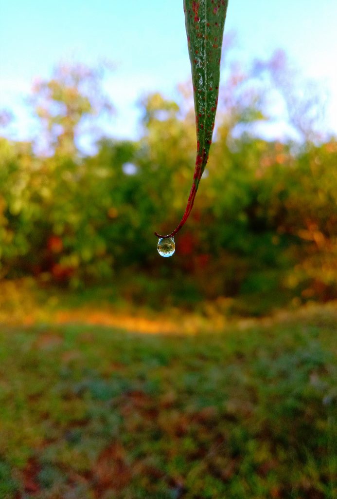 Bubble - Free Image by Nandan on PixaHive.com