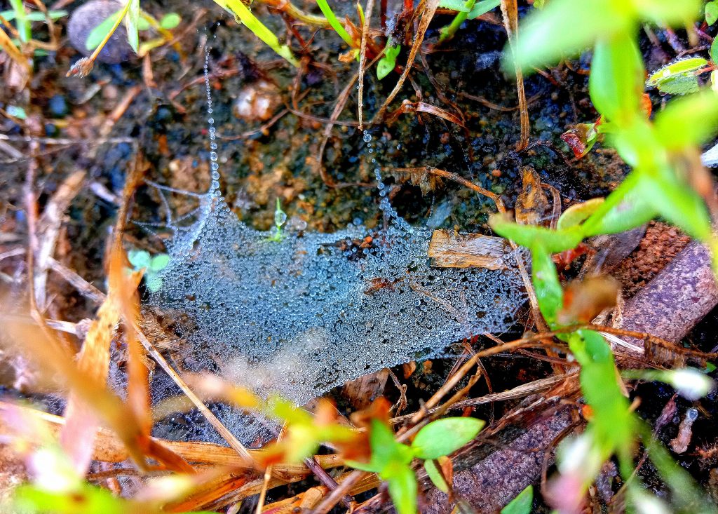 Bubble on spider net - PixaHive