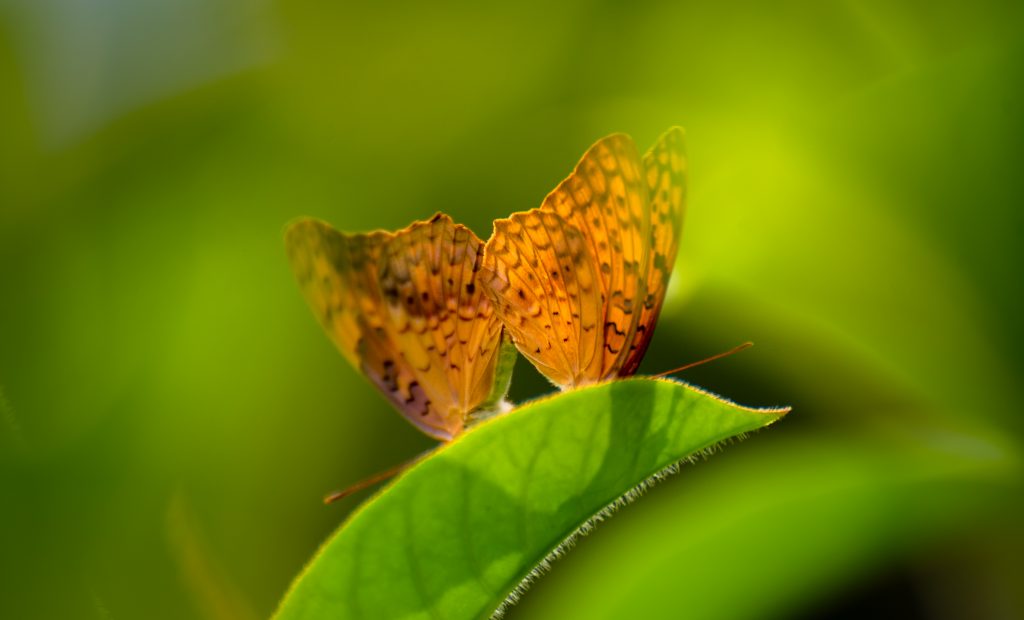 Butterflies mating - PixaHive