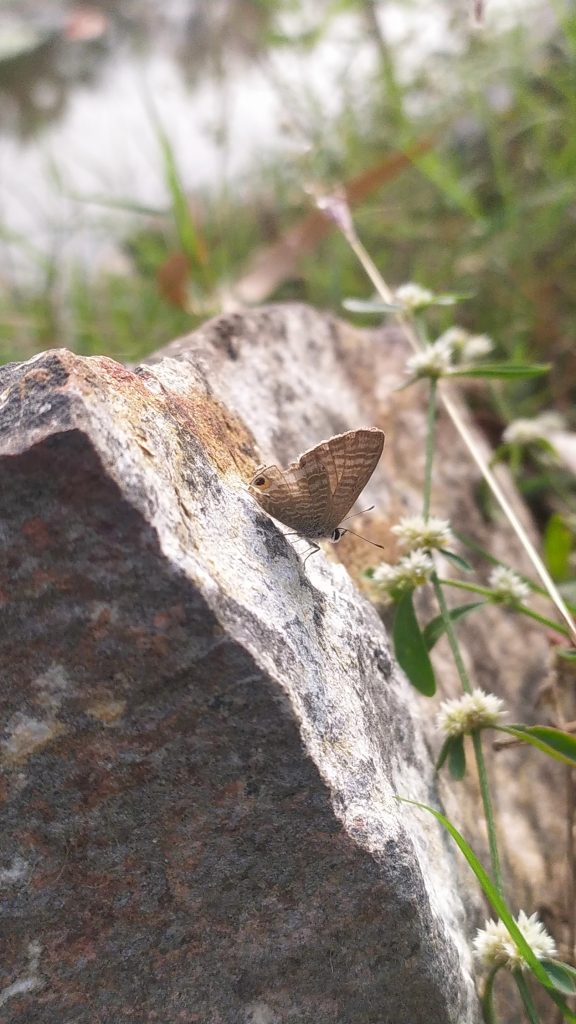 Butterfly on rock - PixaHive