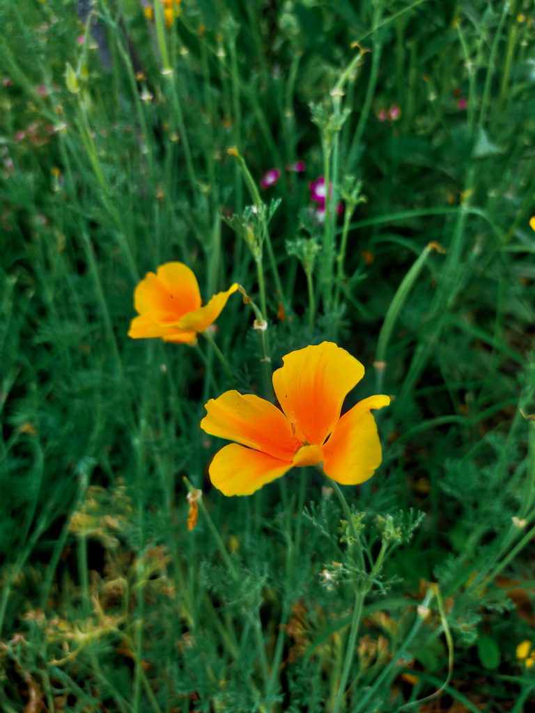 California poppy - PixaHive
