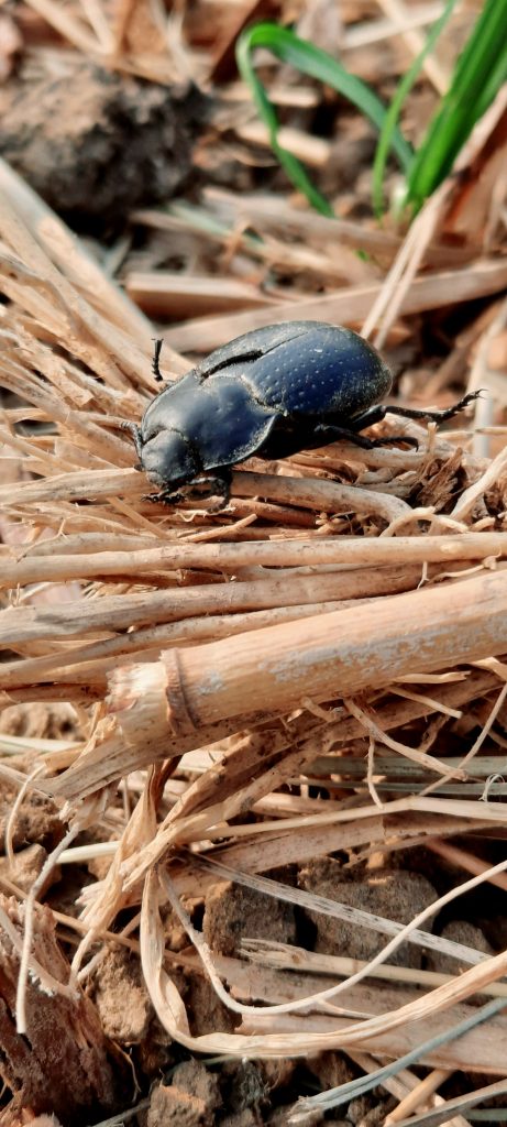 Cellar beetle - PixaHive