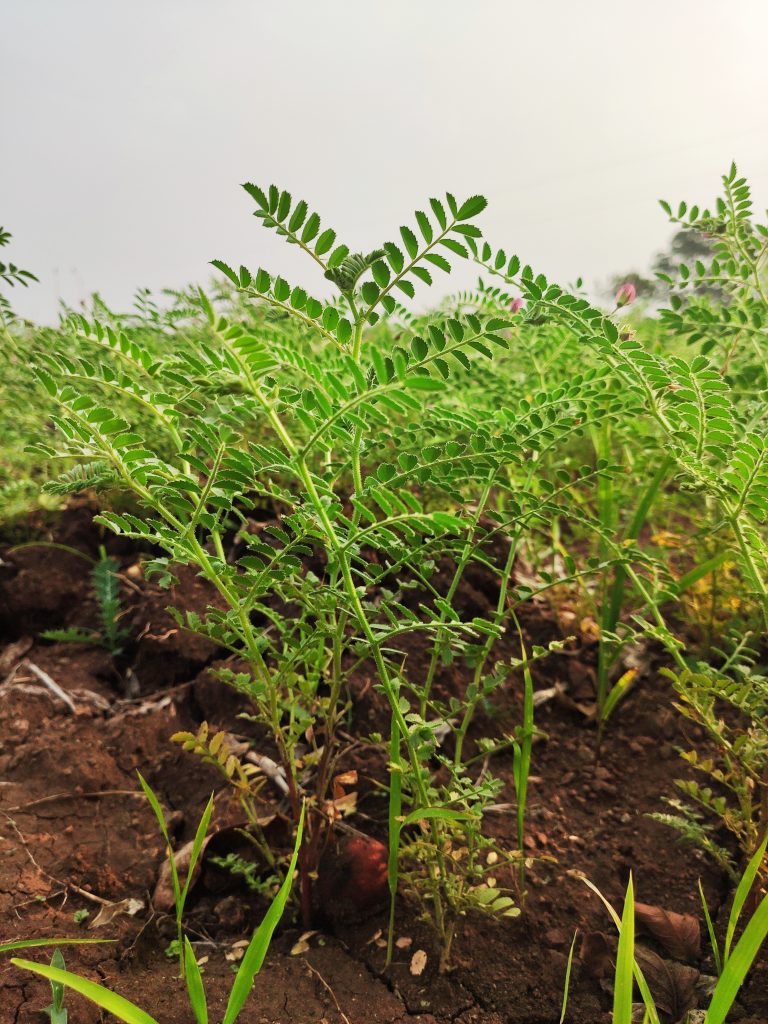 Chickpea plants - PixaHive