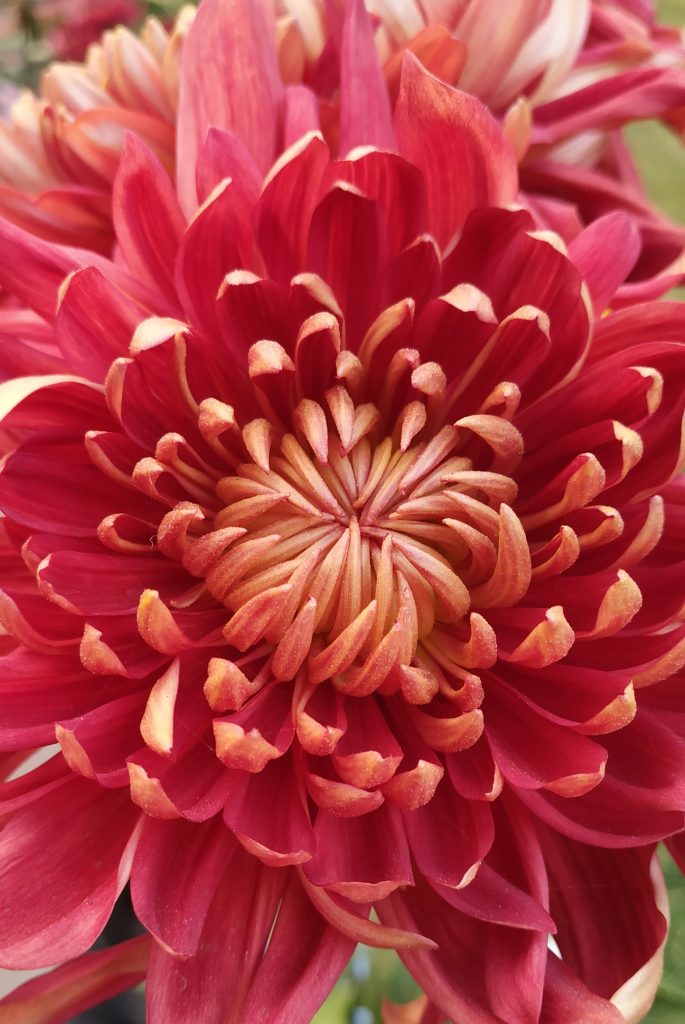Chrysanths flower - PixaHive