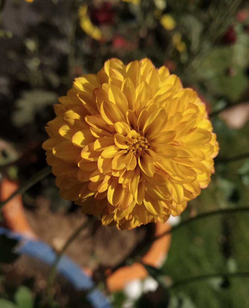 Chrysanths flower - PixaHive
