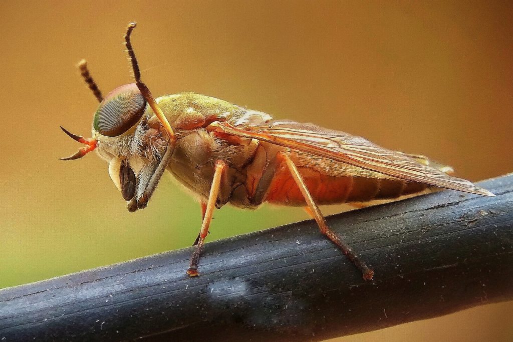 Horse Fly - PixaHive