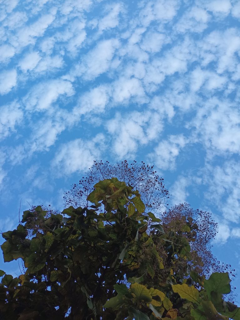 Cloud sky and tree - PixaHive