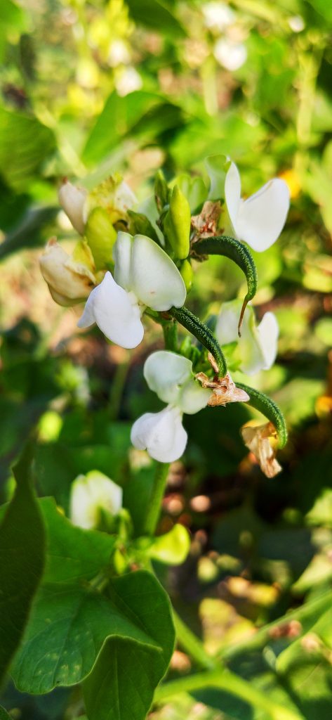 Cluster bean plant - PixaHive