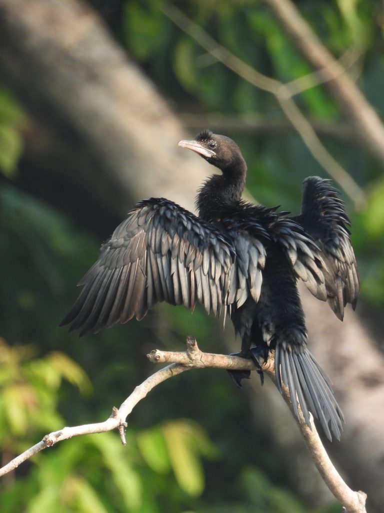 Cormorant bird - PixaHive