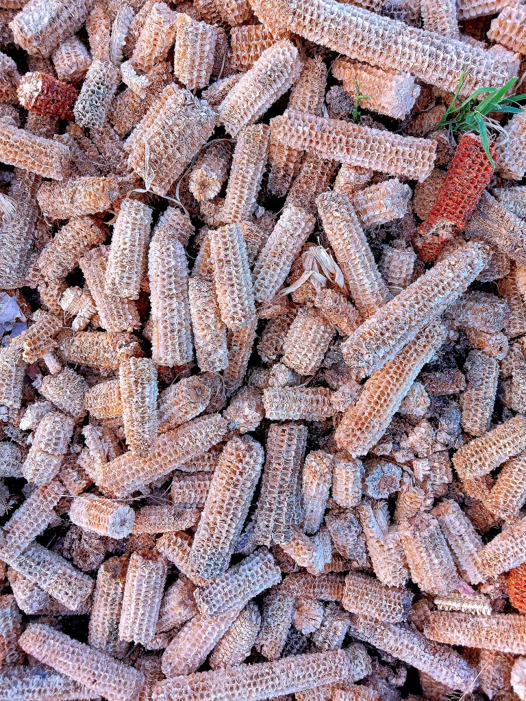 Corn bend - PixaHive