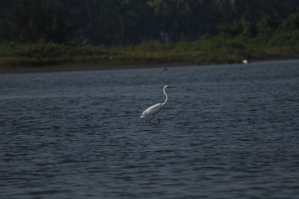 Crane Bird in river - PixaHive