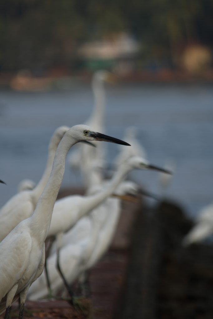 Crane birds near the river - PixaHive