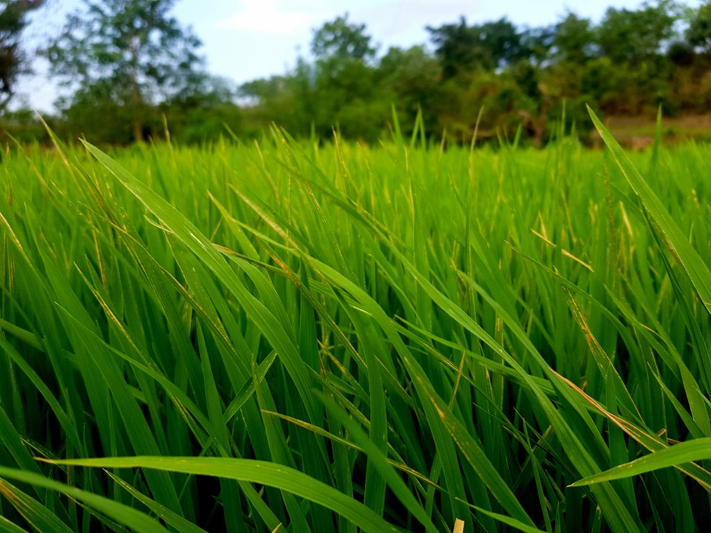 Crop view in farm - PixaHive