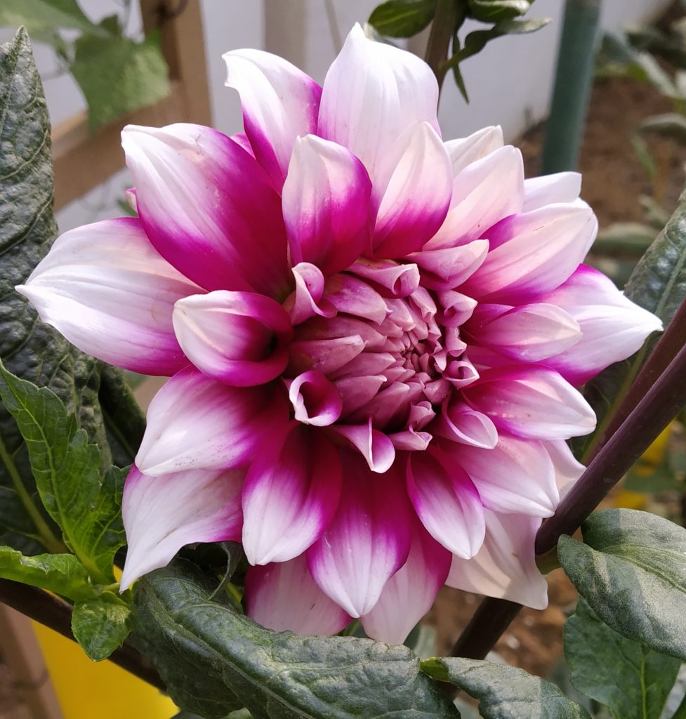 Daheliya flower - PixaHive