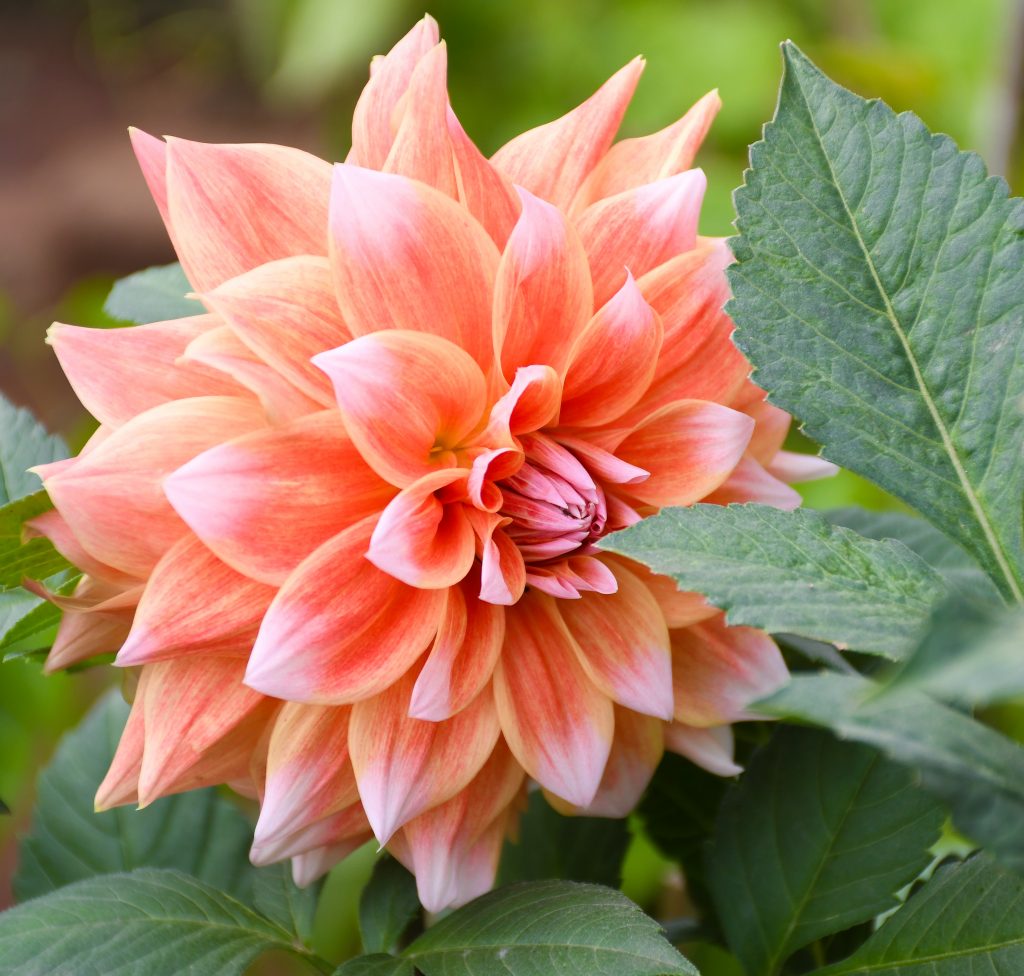 Dahlia flower - PixaHive