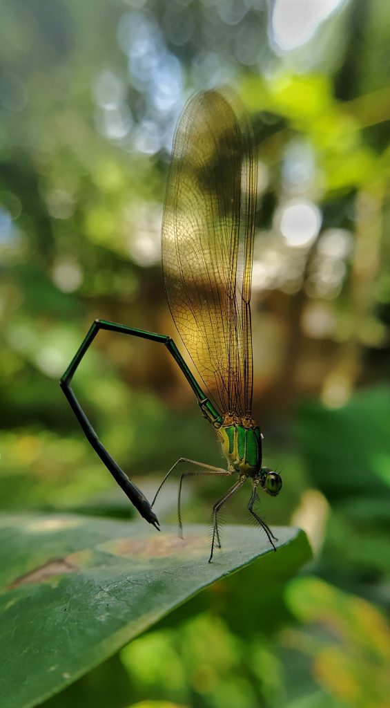 Damsel fly - PixaHive