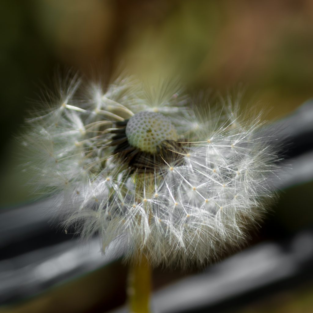 Dandelion seeds - PixaHive