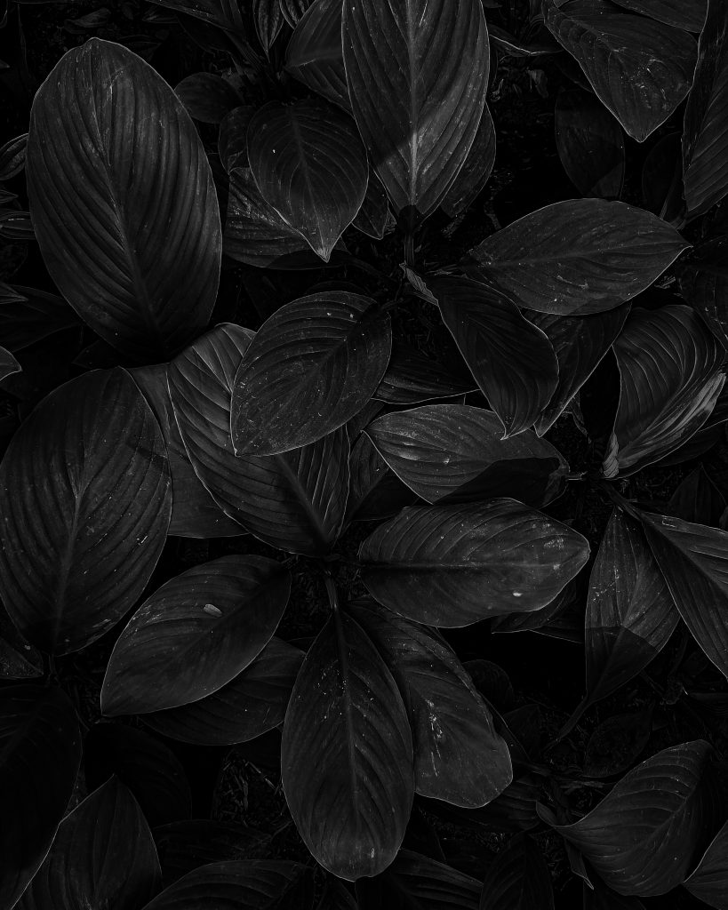 Dark leaf - PixaHive