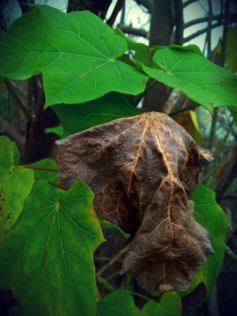 Dead and alive leaves of a plant - PixaHive