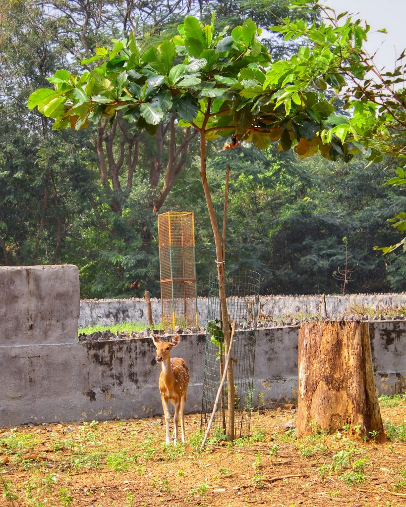Deer under the tree - PixaHive