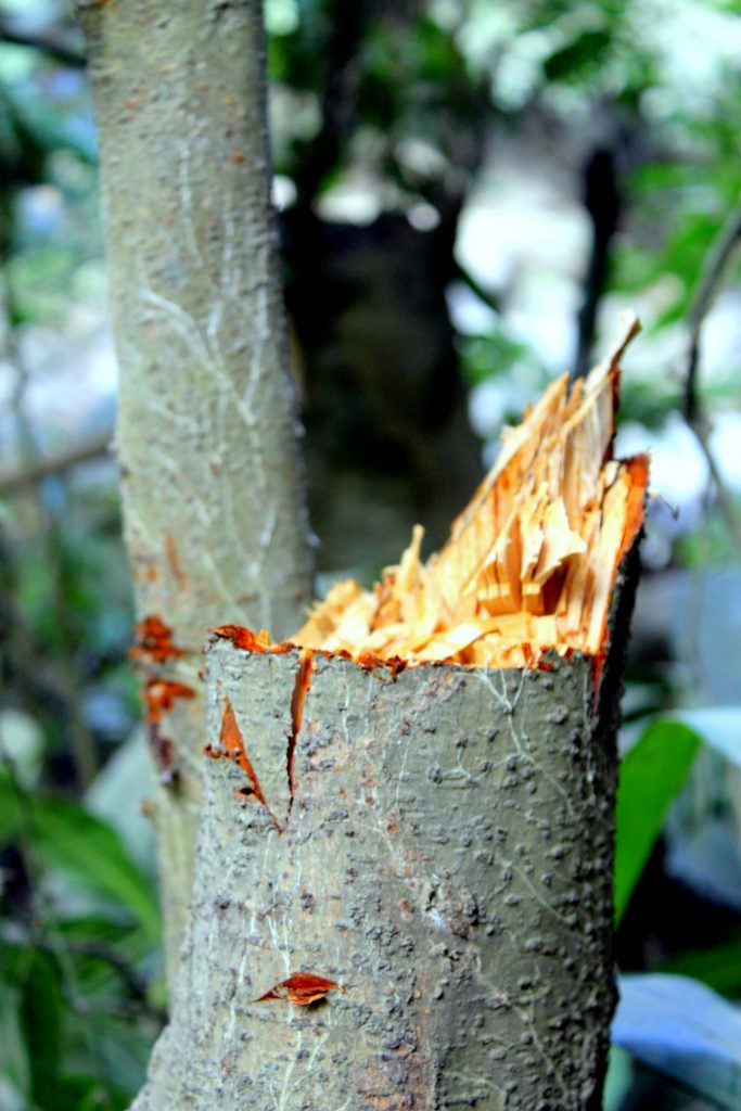 Cut of a tree - PixaHive