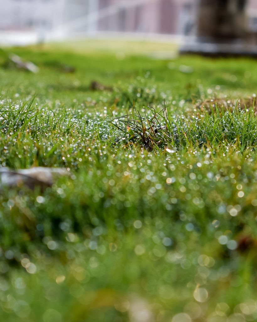 Dew on grass - PixaHive