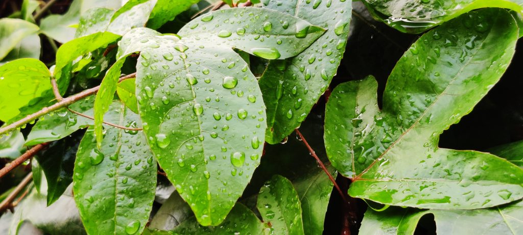 Dew on leaves - PixaHive