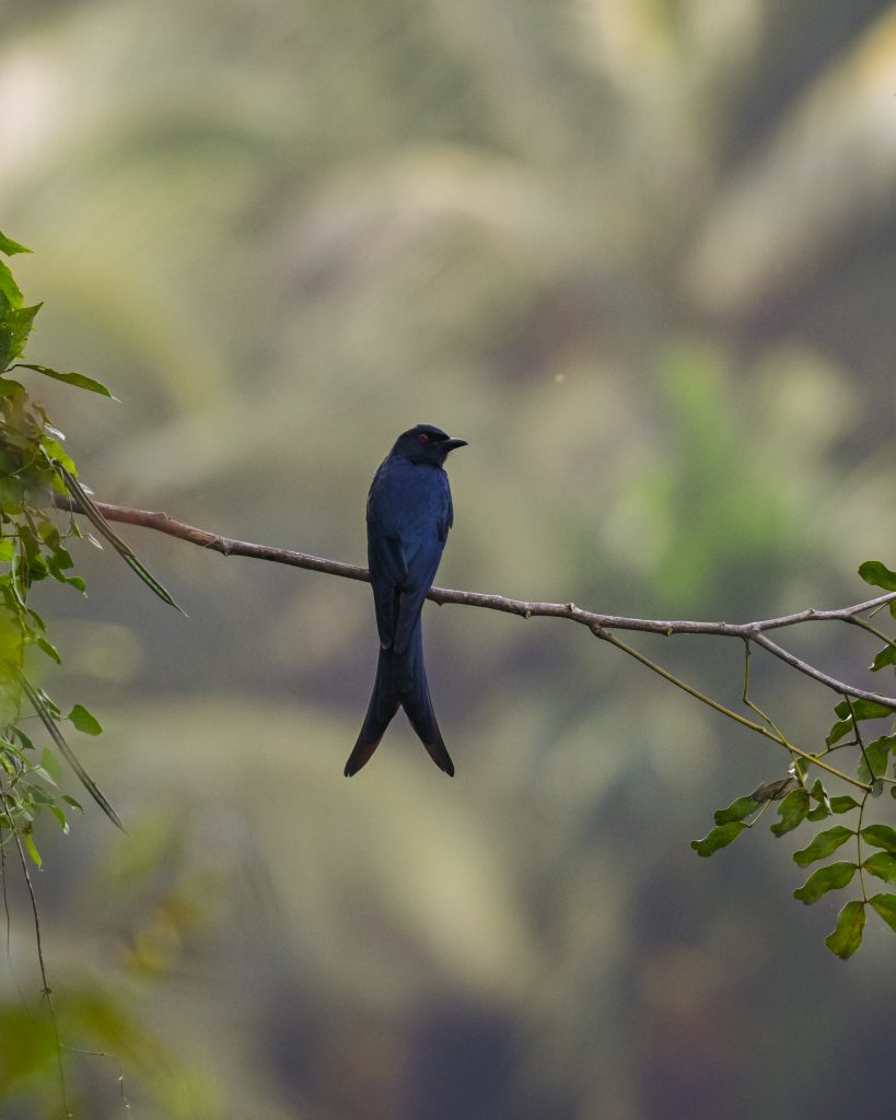 Drongo on the branch of tree - PixaHive
