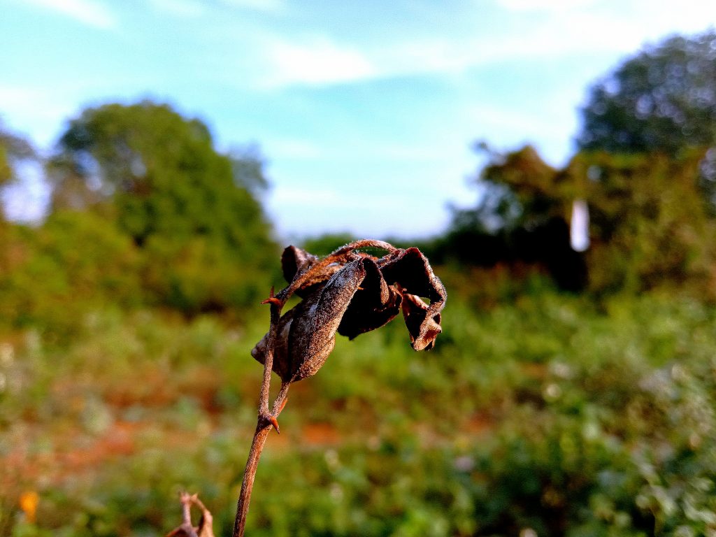 Dry leaf of a plant - Free Image by Nandan on PixaHive.com