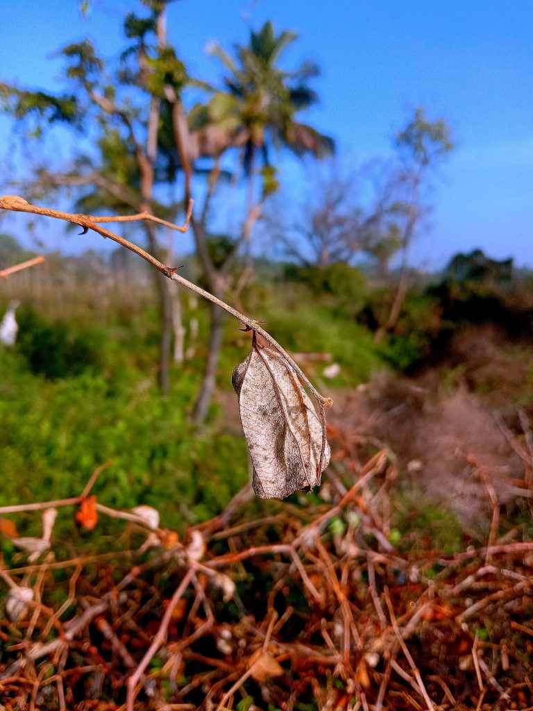 Dry leaves - PixaHive