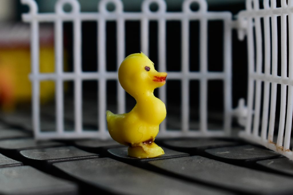 Duck toy on keyboard - PixaHive