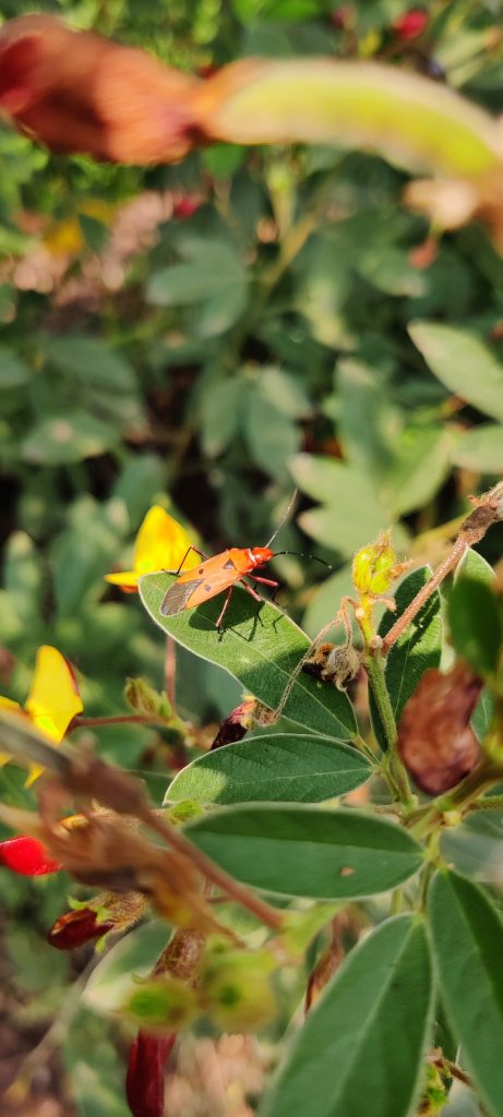 Dysdercus cingulatus - PixaHive