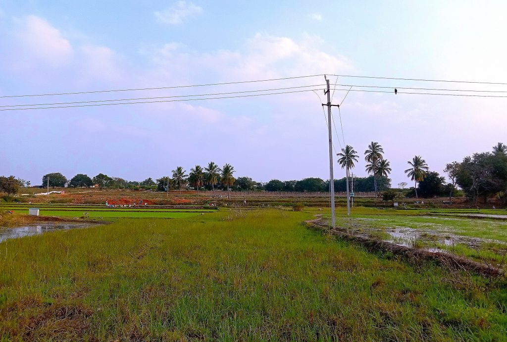 Electric pole in the farm - PixaHive