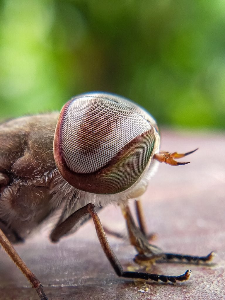 Eye of an insect - PixaHive