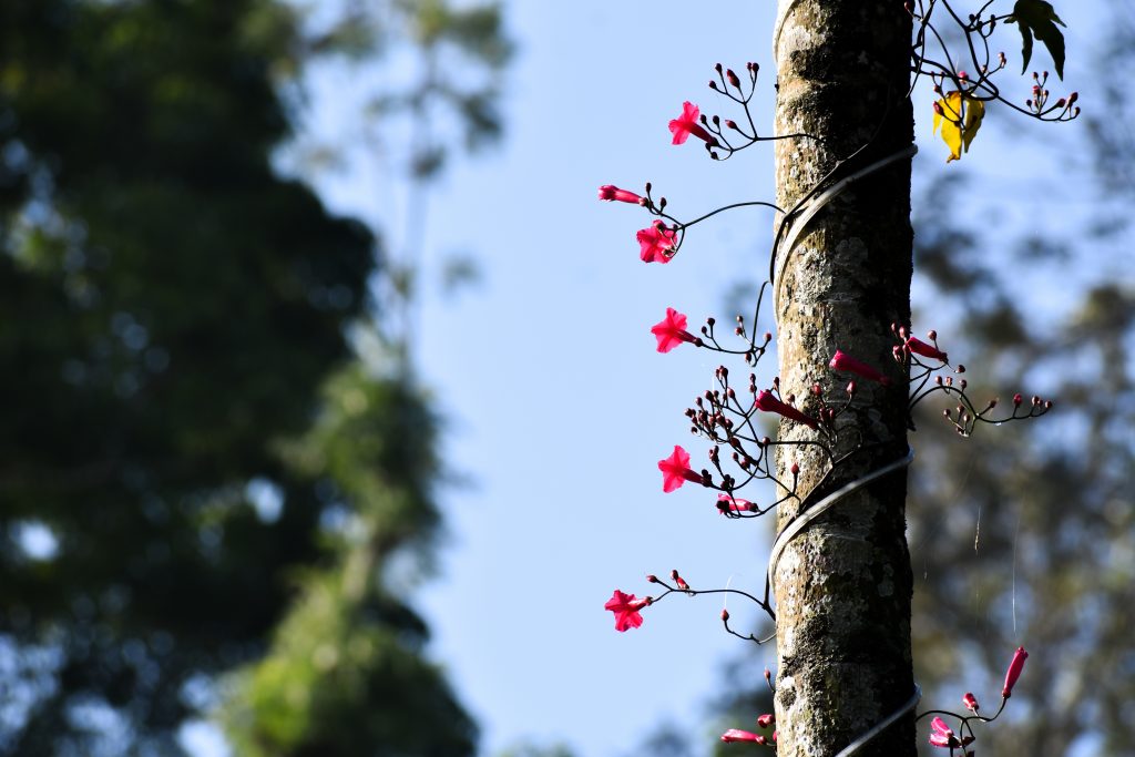 A climber plant on tree trunk - PixaHive