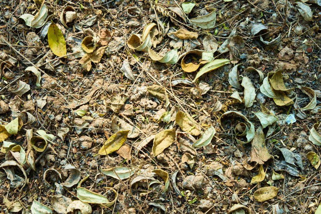Fallen leaves of a plant - PixaHive