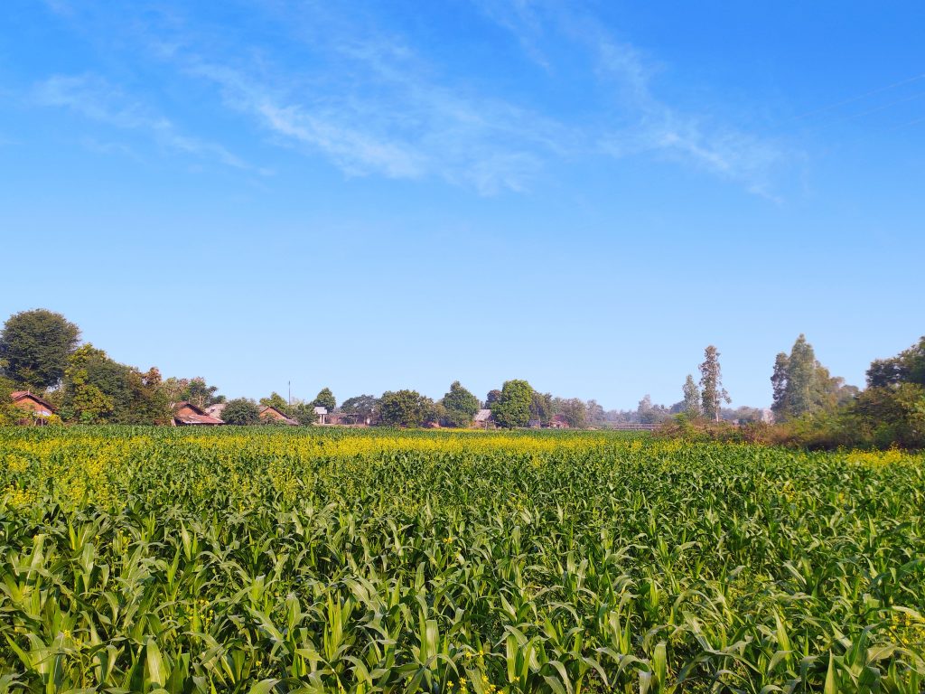 Field landscape - PixaHive
